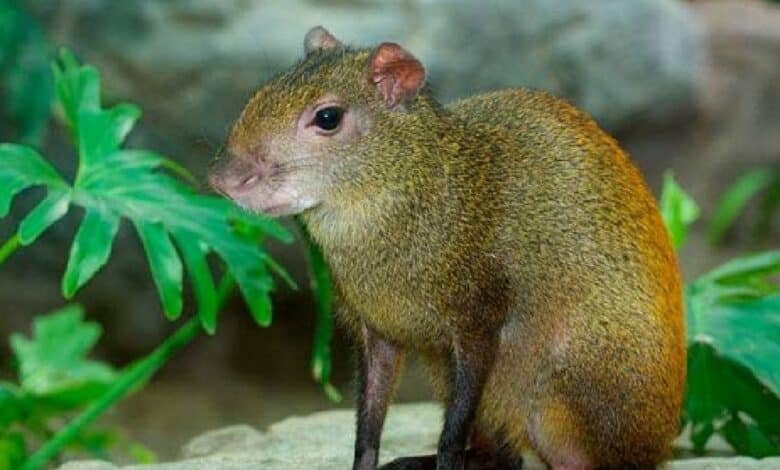 Sereque: el primo del Capibara que protege los pulmones verdes de Yucatán