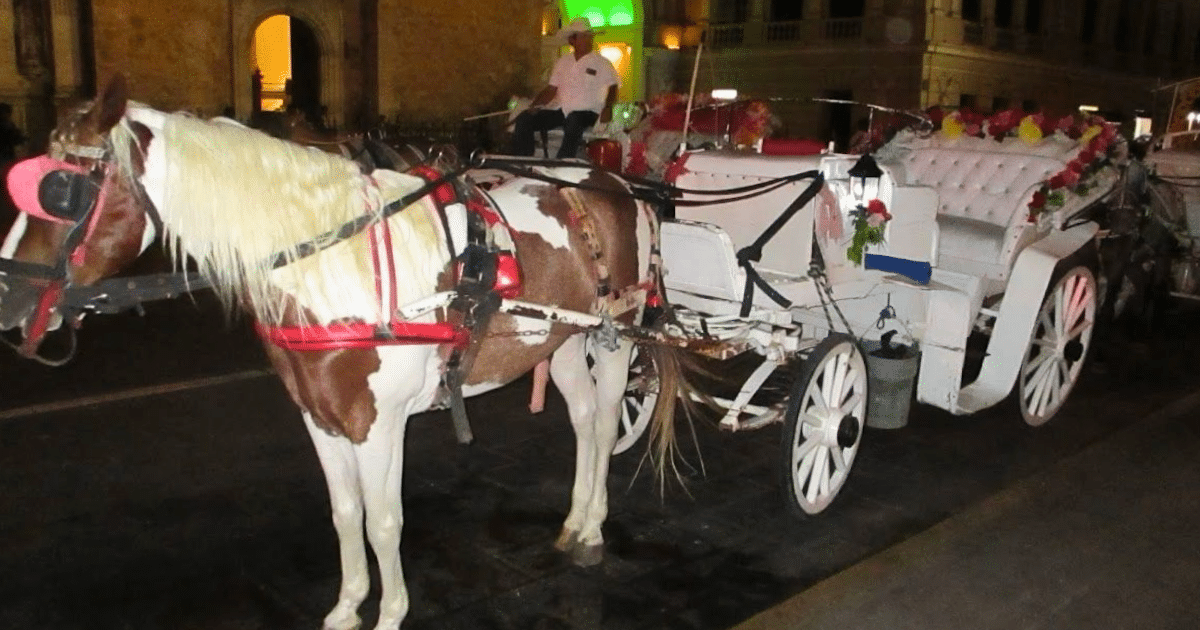 Caballos de calesas en Mérida llegan a la UADY con desnutrición y ...